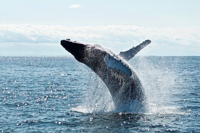 AAA NOOSA Whale watching experience in Noosa Whalesongsnoosa - Introduction: Why Choose This Whale Watching Tour?