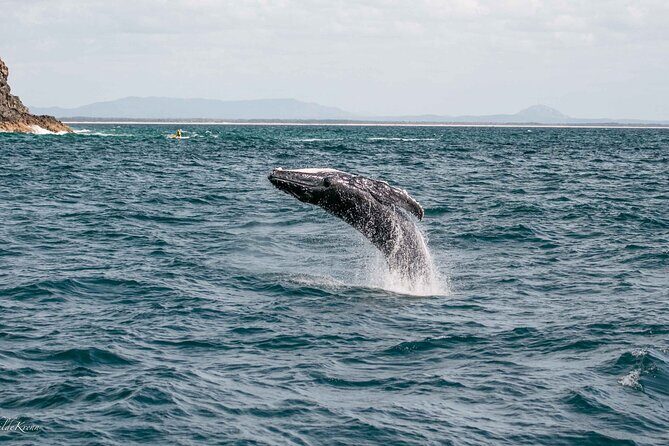AAA NOOSA Whale watching experience in Noosa Whalesongsnoosa - The Value of the Experience