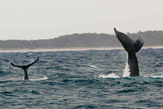 AAA NOOSA Whale watching experience in Noosa Whalesongsnoosa - Authenticity and Reviews: What Travelers Say