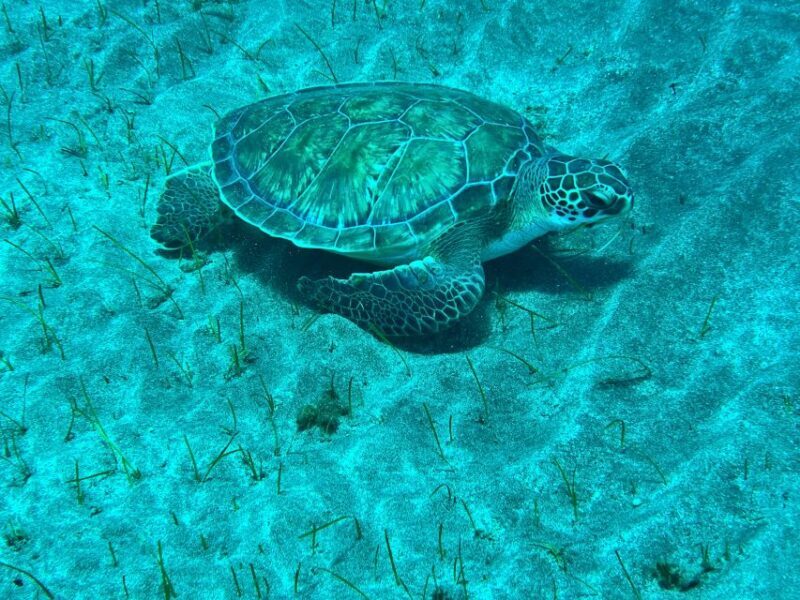 Abades: Guided Snorkeling Tour with Photos - Marine Encounters and Wildlife