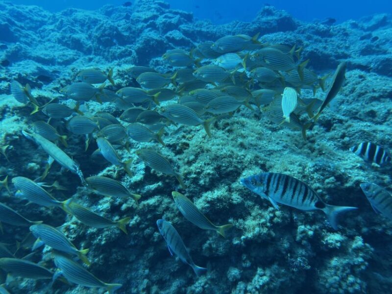 Abades: Guided Snorkeling Tour with Photos - Why the Free Photos Matter