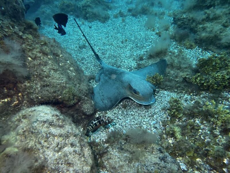 Abades: Guided Snorkeling Tour with Photos - Price and Value