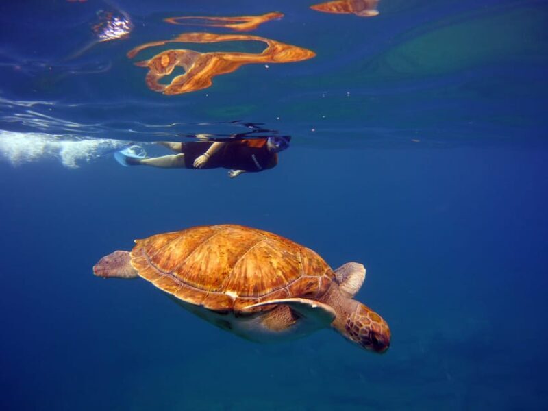 Abades: Paddle Surf and Snorkel with Turtles in a Volcanic Reef - Key Points