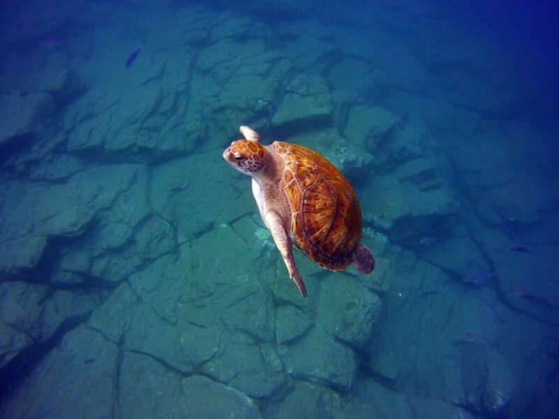 Abades: Paddle Surf and Snorkel with Turtles in a Volcanic Reef - What’s Included and What’s Not
