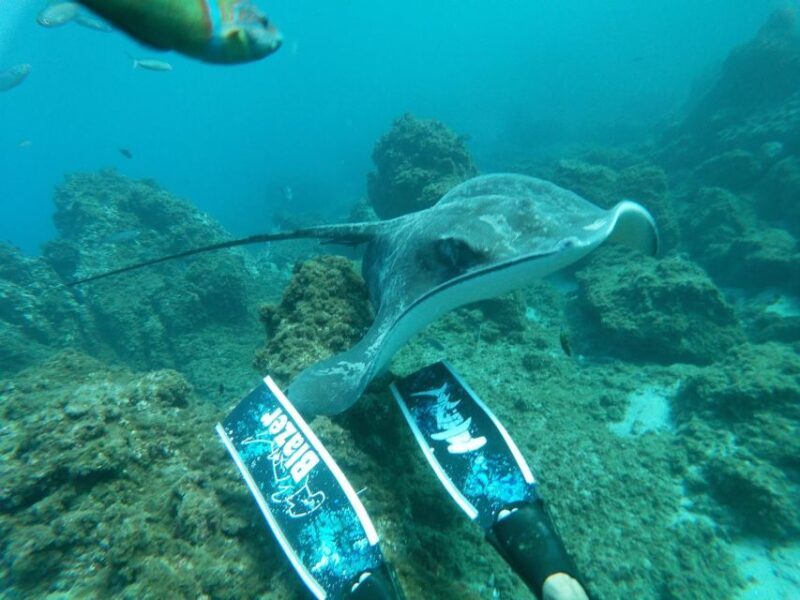 Abades: Tenerife Turtles and Rays Snorkeling Trip - FAQ