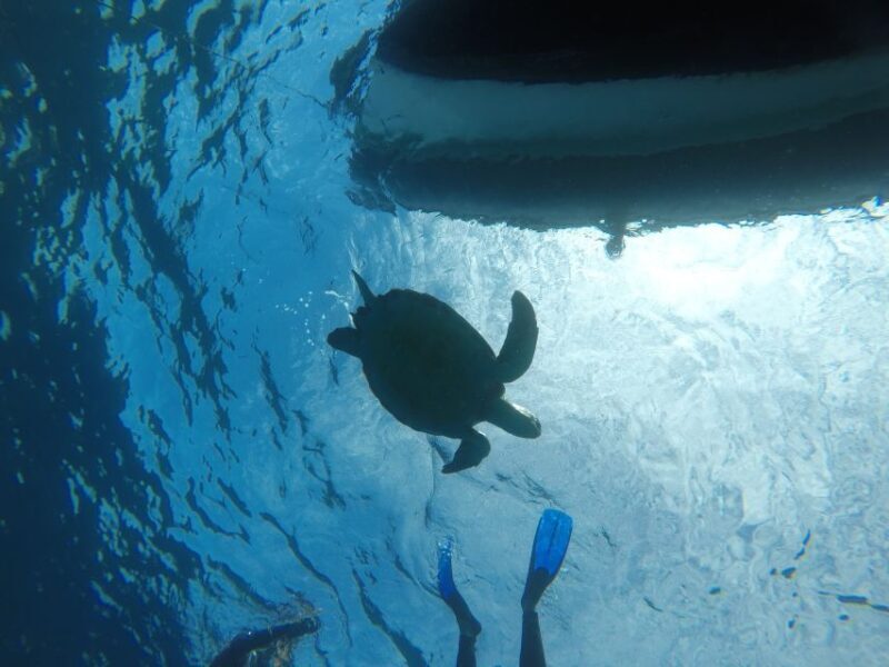 Abades: Tenerife Turtles and Rays Snorkeling Trip - Key Points