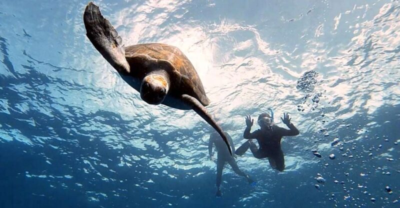 Abades: Tenerife Turtles and Rays Snorkeling Trip - A Practical and Authentic Underwater Experience