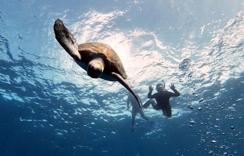 Abades: Tenerife Turtles and Rays Snorkeling Trip - Value and Pricing
