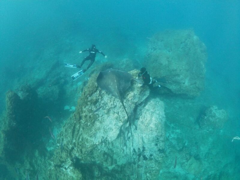 Abades: Tenerife Turtles and Rays Snorkeling Trip - The Sum Up
