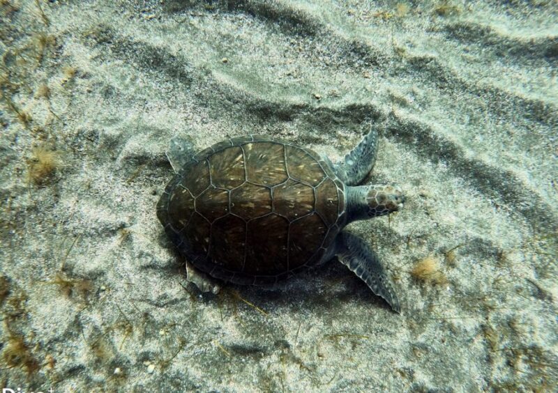 Abades: Tenerife Turtles and Rays Snorkeling Trip - FAQ
