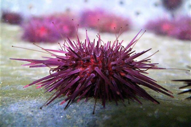 Abalone farm tour and tasting with coastal seaweed walk. Guided. 2 hours - Who Will Love This Experience?