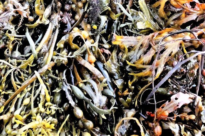 Abalone farm tour and tasting with coastal seaweed walk. Guided. 2 hours - FAQs