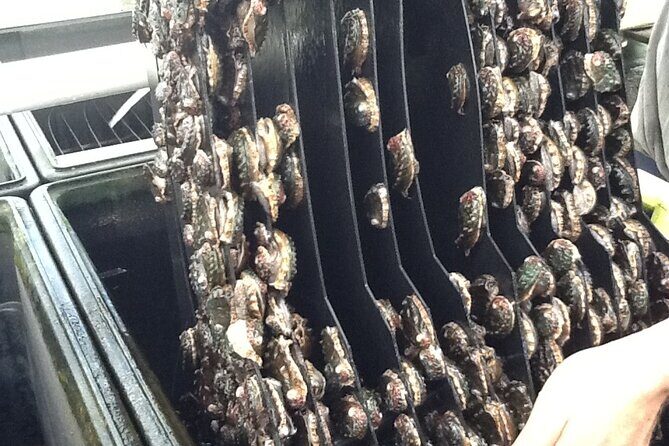 Abalone Farm Tour - Final thoughts: Who Should Decide?