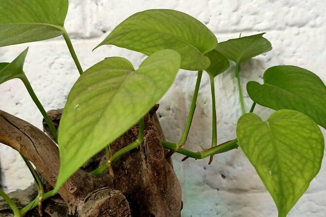 Abhyanga + Shirodhara - Deepening Your Understanding of the Treatments