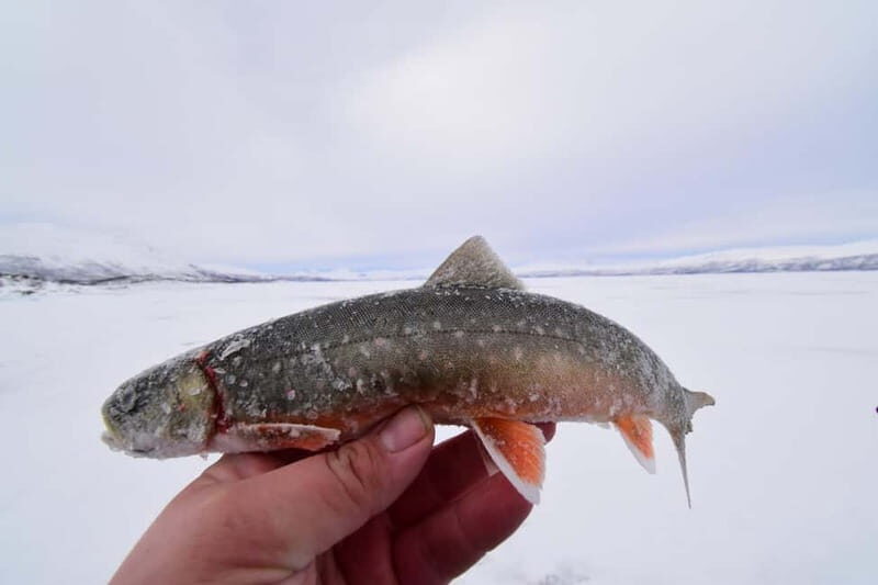 Abisko: Ice Fishing Experience - Authentic Feedback from Participants