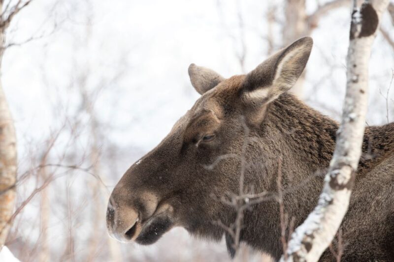 Abisko: Wilderness Snowshoe Hike - A Detailed Look at the Wilderness Snowshoe Hike