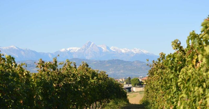 Abruzzo: Historic Cellar Wine Tour and Tasting - An In-Depth Look at the Abruzzo Cellar and Tasting Tour