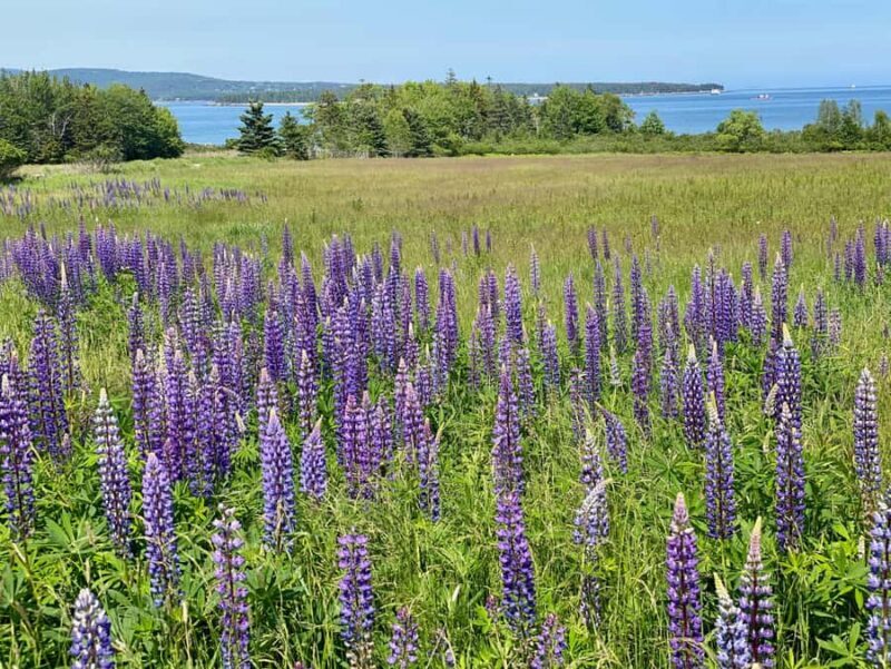 Acadia & Mount Desert Island: Private Full-Day Tour - Practical Tips for Your Trip