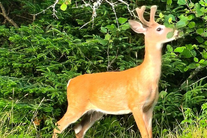 Acadia National Park Tour Wonders of Acadia - FAQ: Your Practical Questions Answered