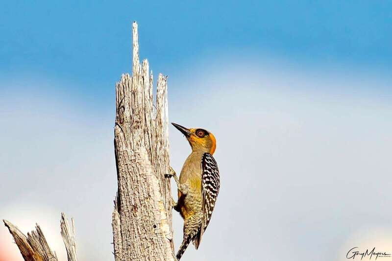Acapulco: Early Birding Feathered Wonders with Breakfast - The Experience in Detail: What to Expect