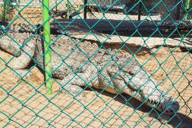-Acapulco: Horseback Ride Exp. Crocodile Farm, and City Tour - Key Points