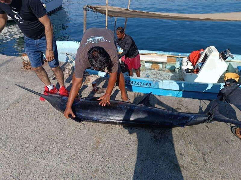 Acapulco: Private Fishing Experience - Acapulco: Private Fishing Experience — A Deep Dive into Mexico’s Coastal Sports