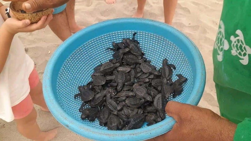 Acapulco: Turtle Release Experience - Key Points
