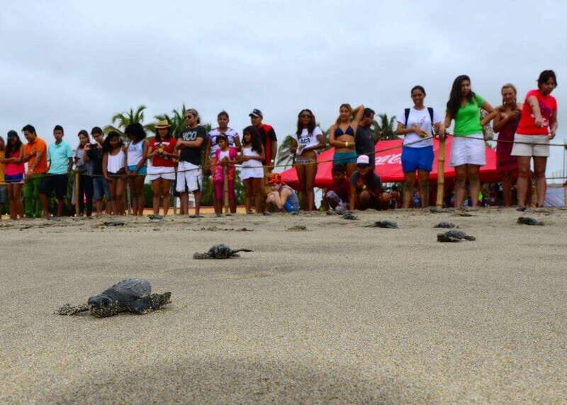 Acapulco: Turtle Release Experience - What to Expect: A Detailed Breakdown