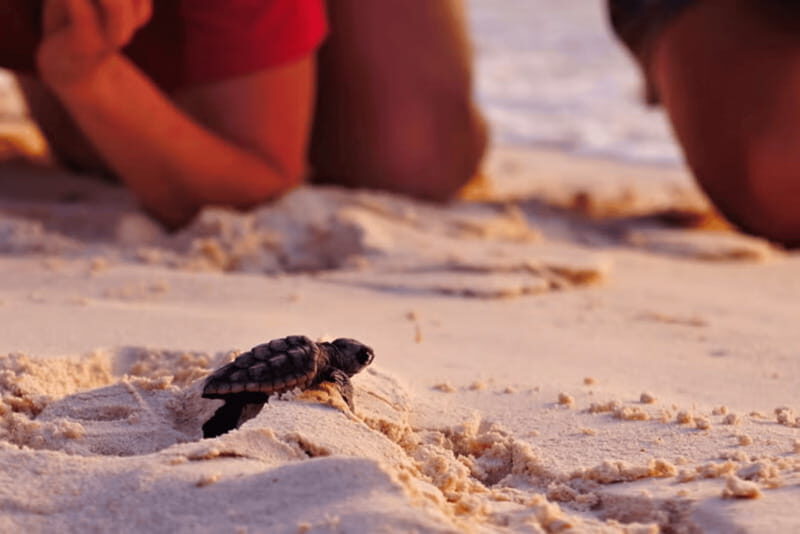 Acapulco: Turtle Release Experience - FAQ