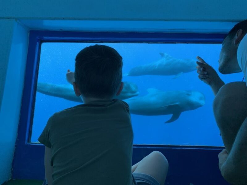 Adeje: Whale and Dolphin Watching Cruise with Lunch and Swim - The Itinerary Breakdown