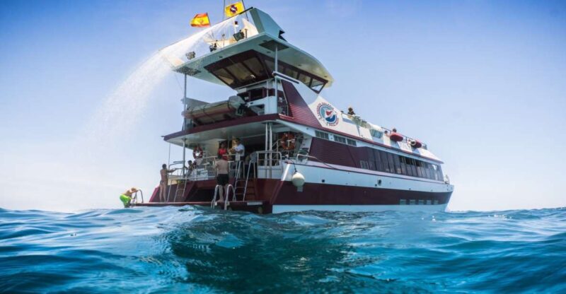 Adeje: Whale and Dolphin Watching Cruise with Lunch and Swim - The Environment & Conservation