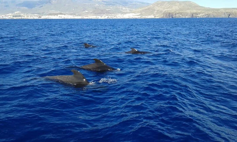 Adeje: Whale Watching Tour to Los Gigantes with lunch & swim - Starting Point and Transportation