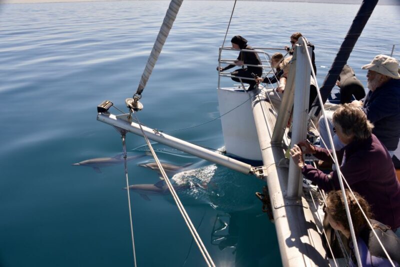 Adelaide: 4-Hour Guaranteed Wild Dolphin Watching Cruise - An Introduction to the Experience