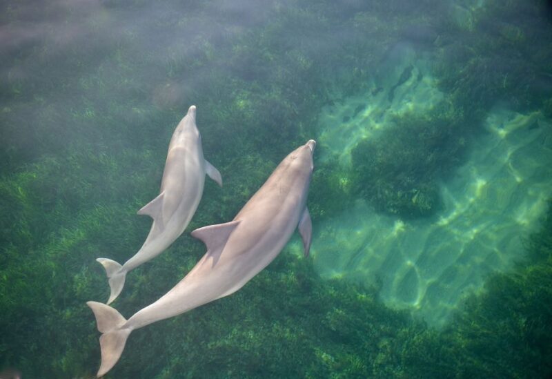 Adelaide: 4-Hour Guaranteed Wild Dolphin Watching Cruise - Value and Practical Considerations