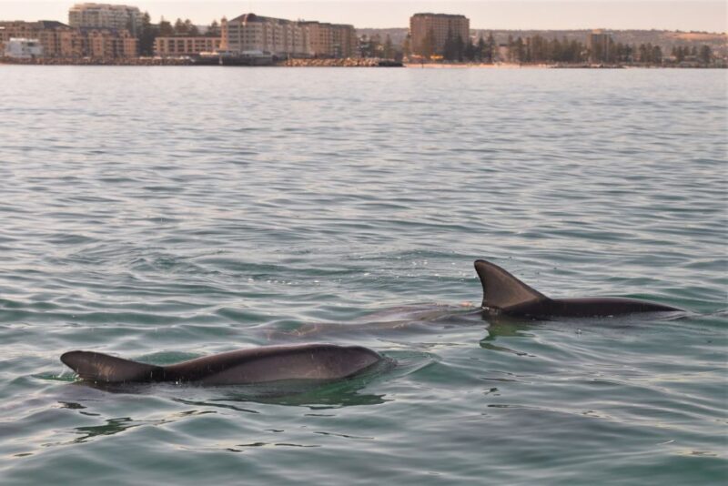 Adelaide: 4-Hour Guaranteed Wild Dolphin Watching Cruise - Authentic Reviews and Insights