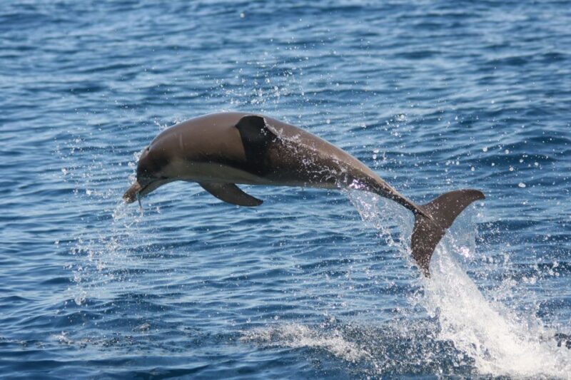 Adelaide: 4-Hour Guaranteed Wild Dolphin Watching Cruise - The Sum Up