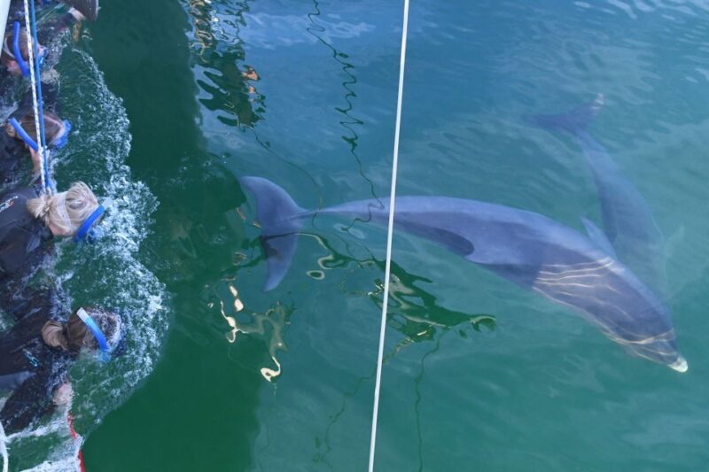 Adelaide: 4-Hour Swimming with Dolphins Experience - Key Points