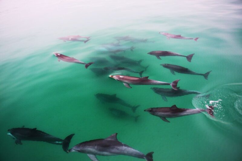 Adelaide: 4-Hour Swimming with Dolphins Experience - An Authentic Marine Adventure in Adelaide