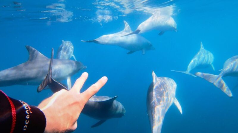 Adelaide: 4-Hour Swimming with Dolphins Experience - The Value for Money