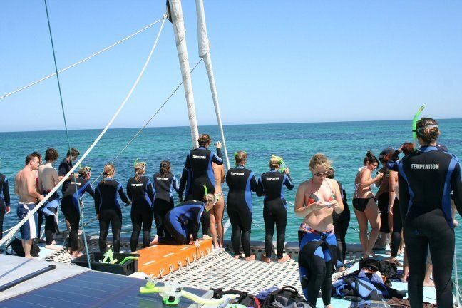 Adelaide: 4-Hour Swimming with Dolphins Experience - Analyzing the Experience from Guest Reviews