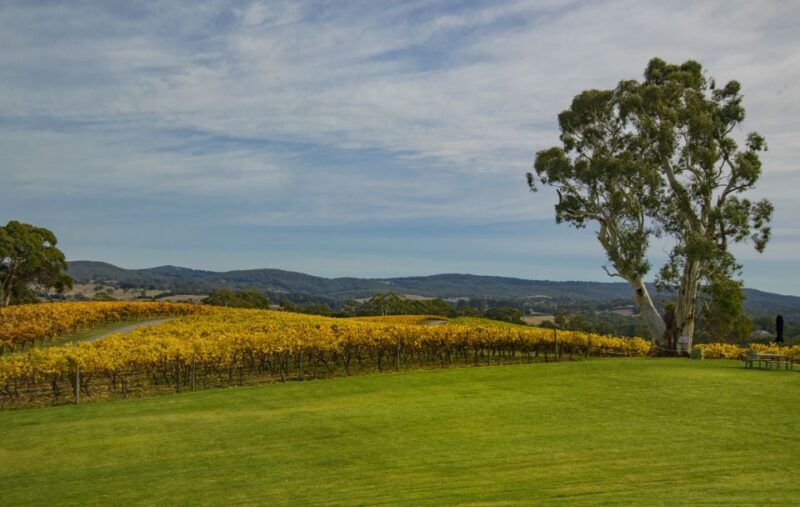 Adelaide: Adelaide Hills and Hahndorf Guided Tour with Lunch - Who Is This Tour Best Suited For?