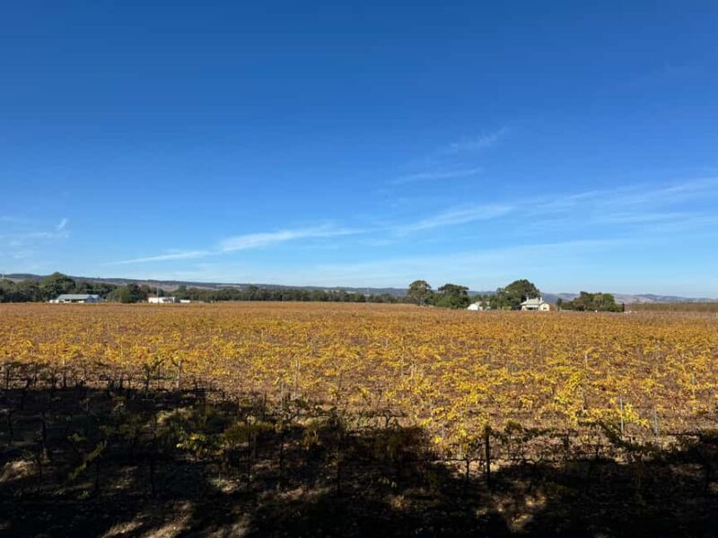 Adelaide City Highlights Full-Day Tour - What to Expect from Your Adelaide Day