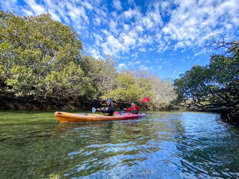 Adelaide: Dolphin Sanctuary 1 or 2-Person Kayak Rental - Final thoughts: Is this experience right for you?