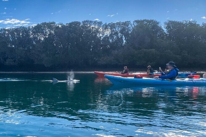 Adelaide Dolphin Sanctuary and Ships Graveyard Kayak Tour - Starting Point and Logistics