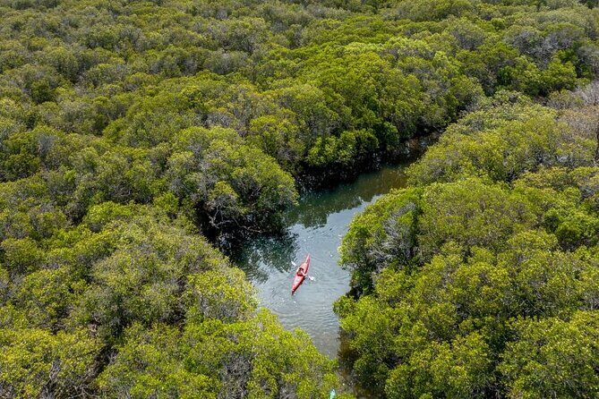 Adelaide Dolphin Sanctuary and Ships Graveyard Kayak Tour - Pricing & Value