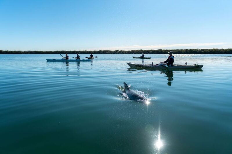 Adelaide: Dolphin Sanctuary Eco Kayaking Tour - Introduction to the Experience