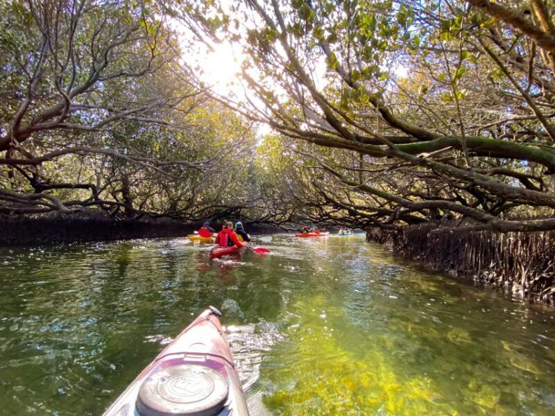 Adelaide: Dolphin Sanctuary Mangroves Kayak Tour - Discovering the Legend of Adelaide’s Dolphin Sanctuary