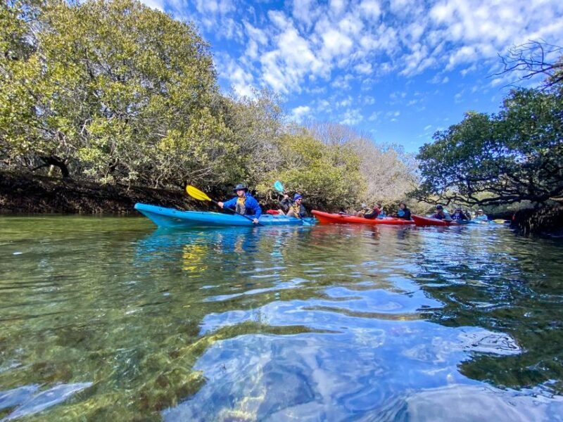 Adelaide: Dolphin Sanctuary Mangroves Kayak Tour - What It’s Like on the Water