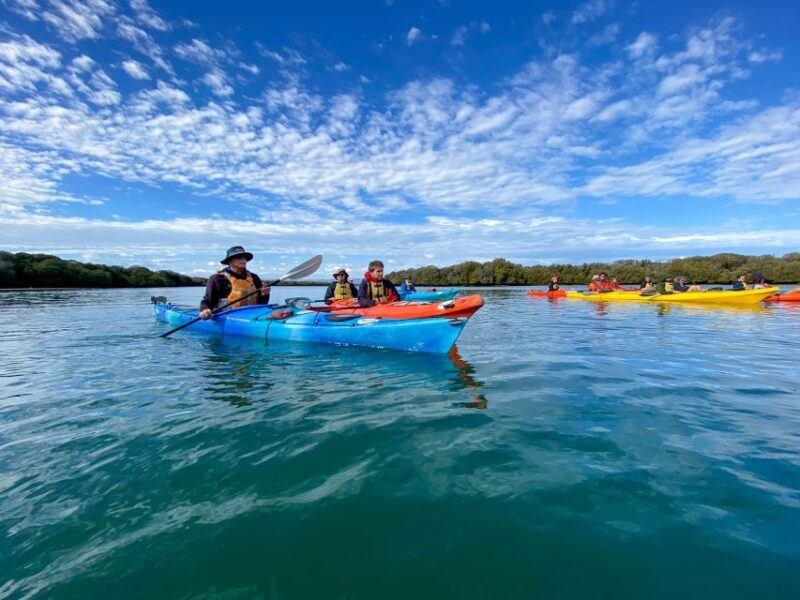 Adelaide: Dolphin Sanctuary Mangroves Kayak Tour - Frequently Asked Questions