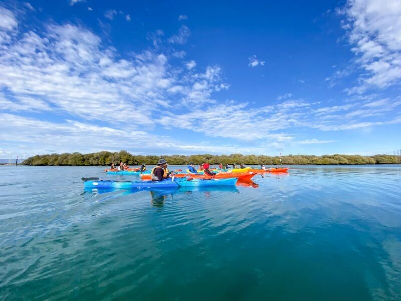 Adelaide: Dolphin Sanctuary Mangroves Kayak Tour - Final Thoughts: Who Will Love This Tour?